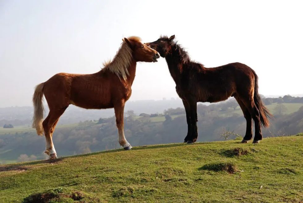 The Village House | Pub, Restaurant & B&B | Findon